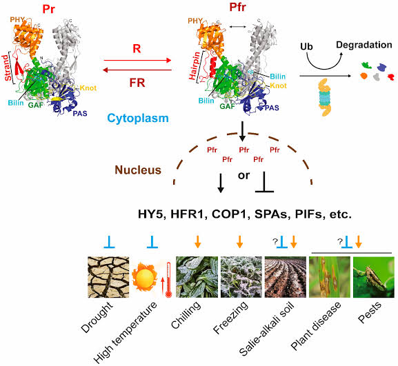 Role of phytochromes in light perception - Class Notes