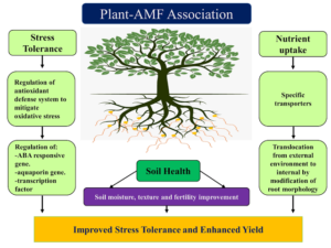 Symbiotic relationships (e.g., nitrogen-fixing bacteria and mycorrhizae ...