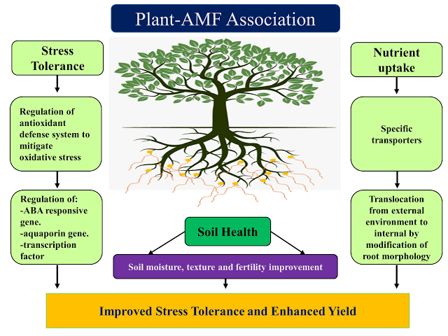 Symbiotic relationships (e.g., nitrogen-fixing bacteria and mycorrhizae ...