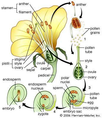 Overview of plant developmental biology - ClassNotes.ng