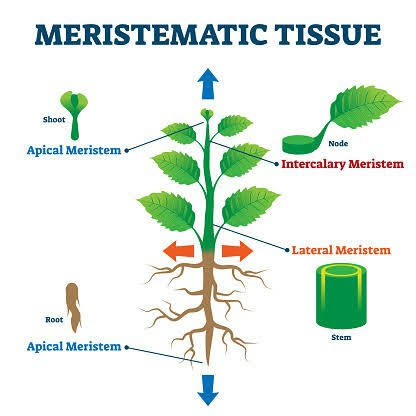 Types of meristems (apical, lateral, intercalary) - Class Notes