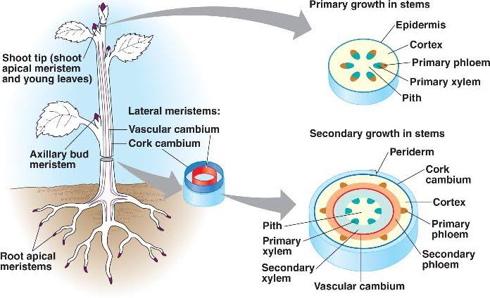 Types of meristems (apical, lateral, intercalary) - ClassNotes.ng