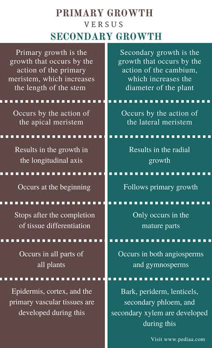 Primary vs. secondary growth - ClassNotes.ng