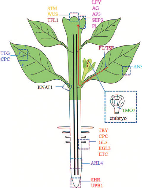 Role of meristems in plant development - ClassNotes.ng