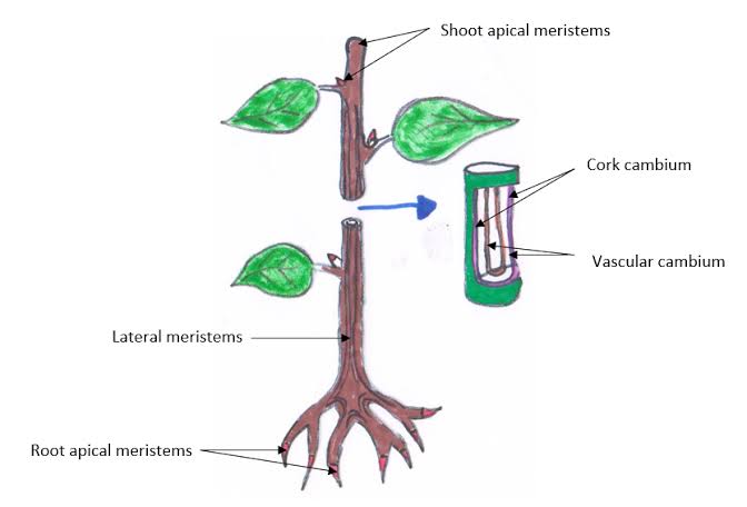 Role of meristems in plant development - ClassNotes.ng