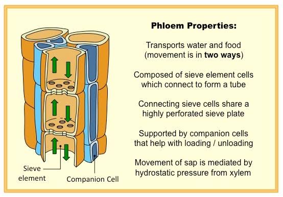 Phloem: Structure, function, and sieve elements - ClassNotes.ng
