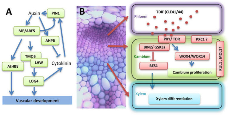 Vascular differentiation and transport mechanisms - ClassNotes.ng