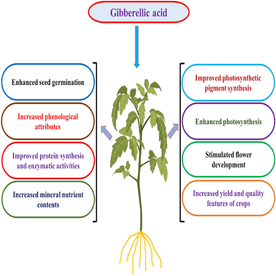 Cytokinins and their function in cell division and shoot development ...