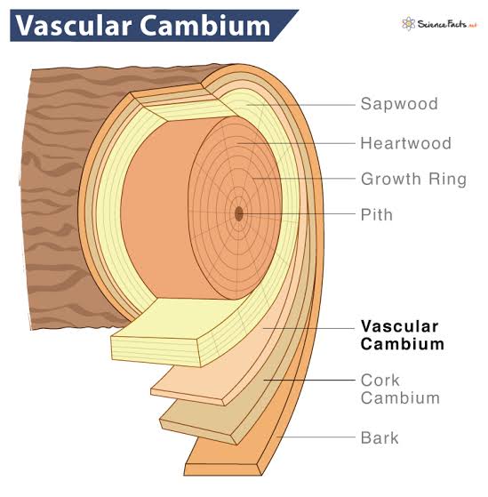 Structure and function of vascular cambium - ClassNotes.ng