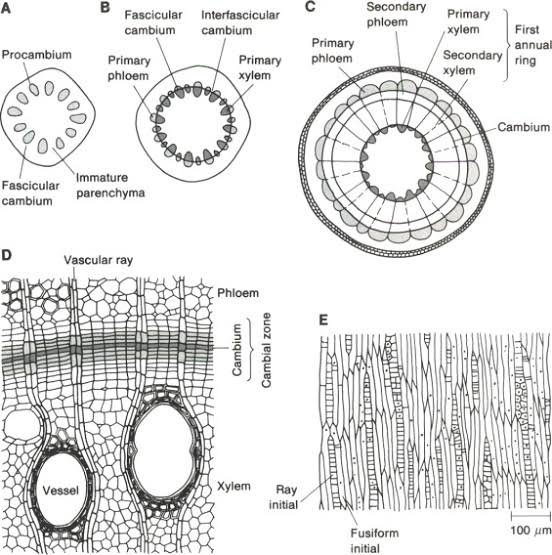 Structure and function of vascular cambium - ClassNotes.ng