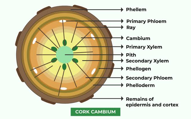Structure and function of vascular cambium - Class Notes