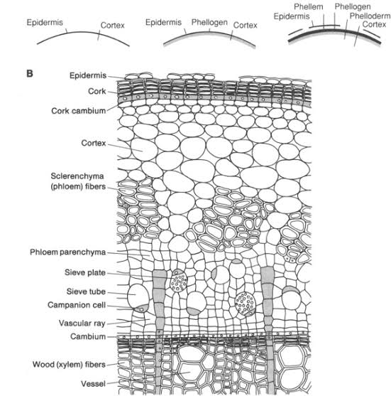 Cork cambium and phellogen activity - ClassNotes.ng