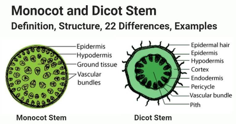 Anatomy of dicot and monocot roots - ClassNotes.ng