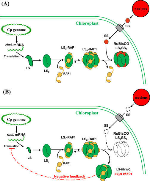Carbon fixation and the role of RuBisCO - Class Notes