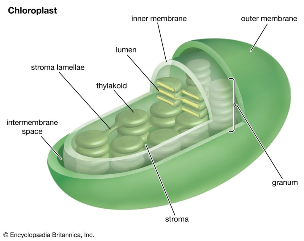 Structure and function of chloroplasts - ClassNotes.ng