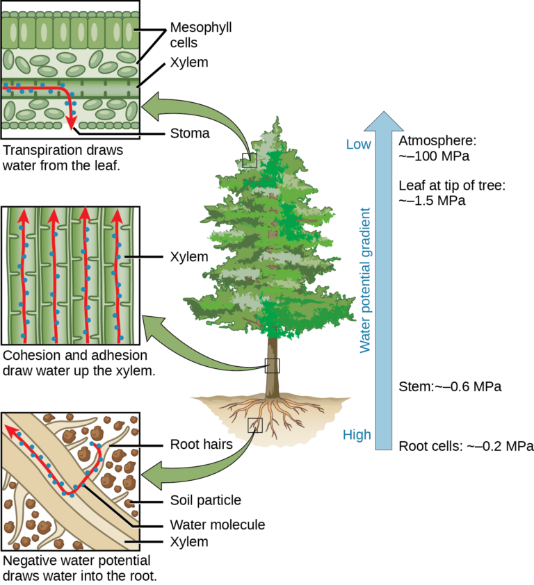 Plant-water relationships (transpiration, water potential, osmosis ...