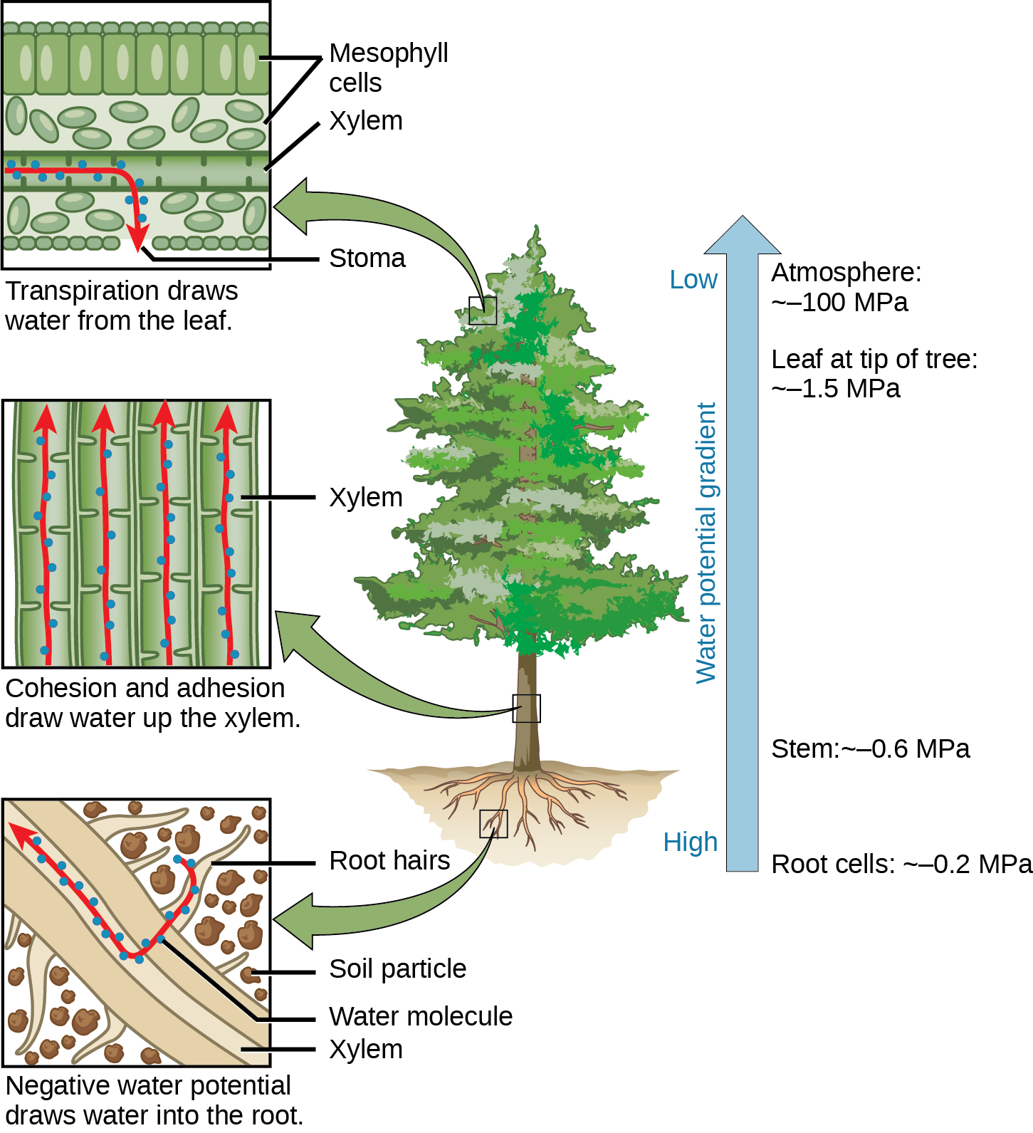 Plant-water relationships (transpiration, water potential, osmosis ...