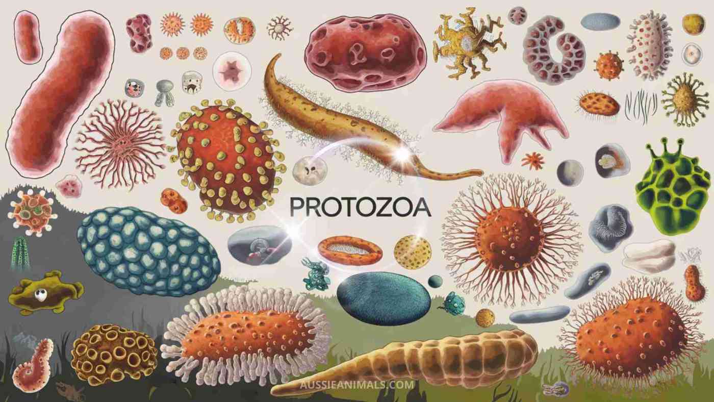 Ecological importance and parasitism in protozoans - ClassNotes.ng