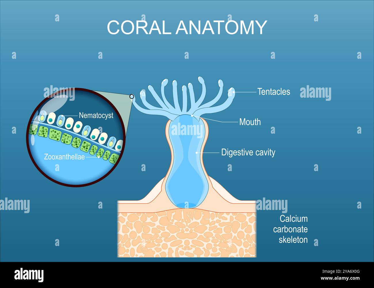 Coral reef formation - ClassNotes.ng