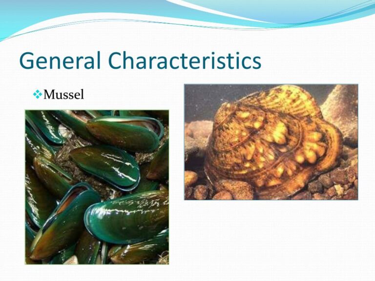 General characteristics - ClassNotes.ng