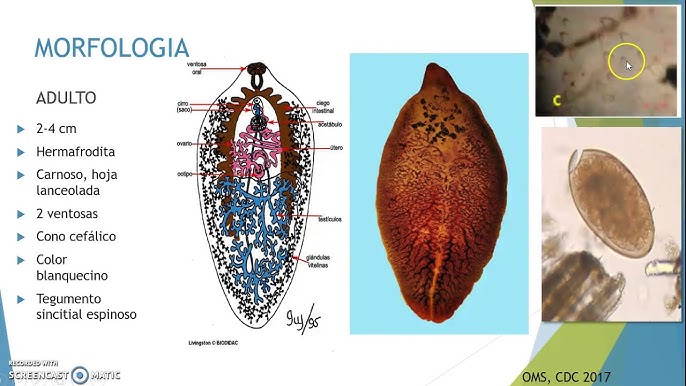 Parasitic adaptations (e.g., Fasciola, Taenia) - ClassNotes.ng