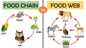 Food chains and webs - ClassNotes.ng