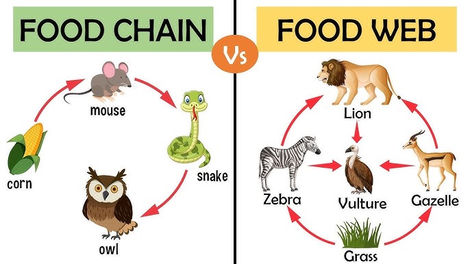 Food chains and webs - ClassNotes.ng