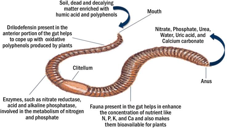 Earthworm dissection and ecological roles - Class Notes