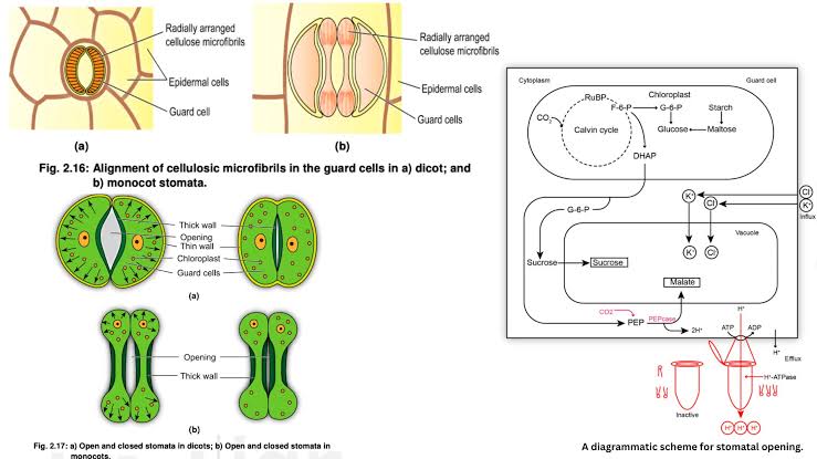 Mechanisms of water absorption and movement (osmosis, diffusion ...