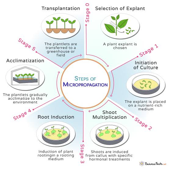 Stages of micropropagation - ClassNotes.ng