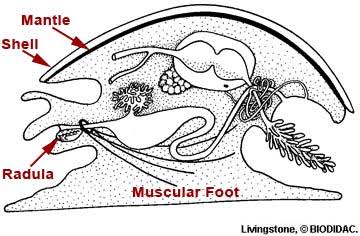 Body plan, radula, shell structure - ClassNotes.ng