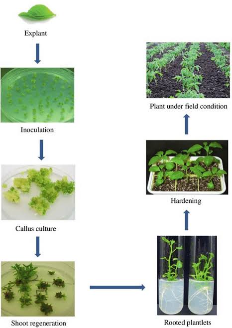 Stages of micropropagation - Class Notes