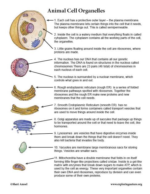 Cell organelles and their roles - ClassNotes.ng