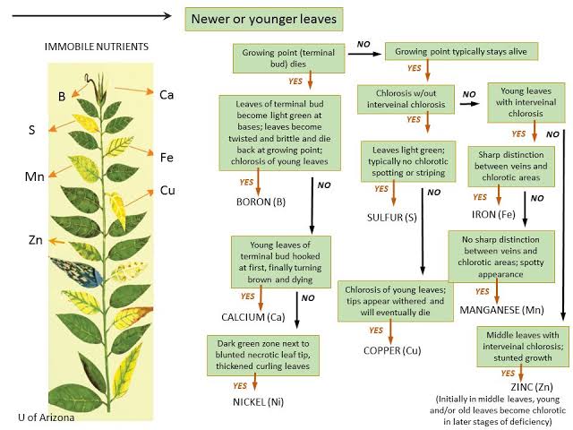 Soil-plant interactions and nutrient uptake - ClassNotes.ng