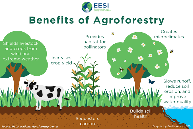 Agroforestry and reforestation strategies - ClassNotes.ng