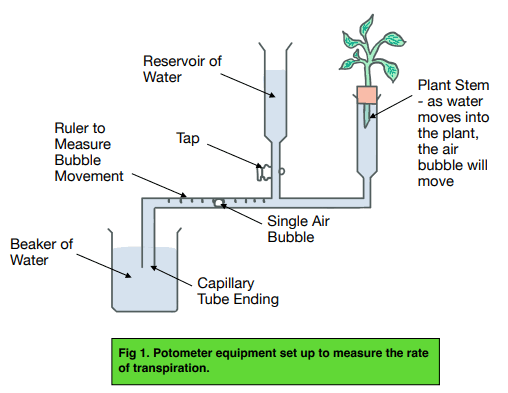 Measurement of transpiration rates using a potometer - ClassNotes.ng