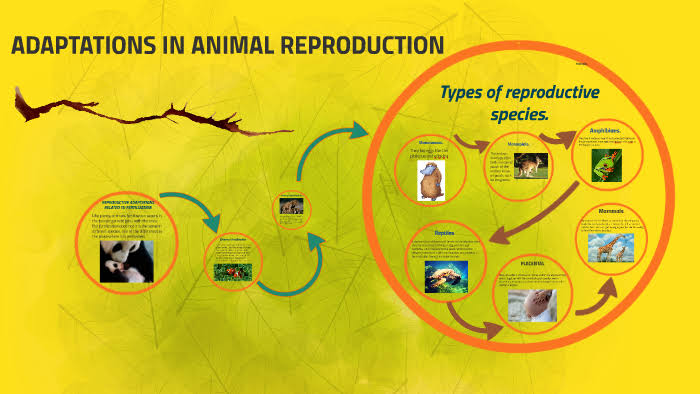 Reproduction And Adaptation Classnotes Ng