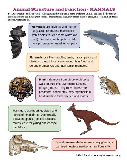 Functions and locations in animal bodies - ClassNotes.ng