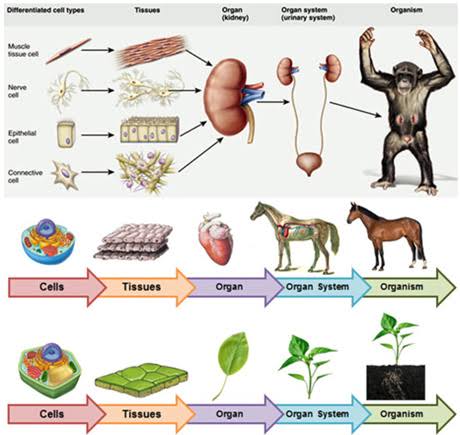 Cell → Tissue → Organ → System → Organism - ClassNotes.ng