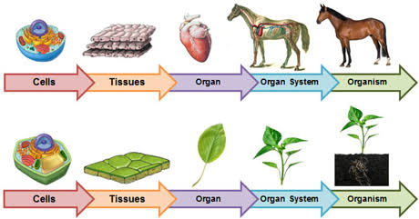 Cell → Tissue → Organ → System → Organism - ClassNotes.ng
