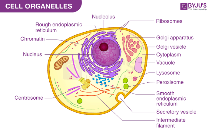 Cell organelles and their roles - Class Notes