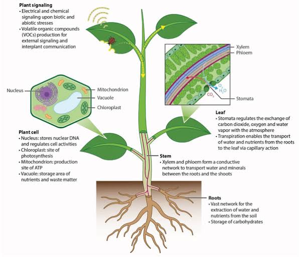 Relationship between structure and function in plants - ClassNotes.ng