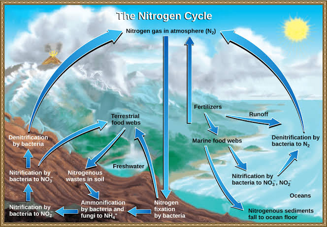 Nutrient cycling (nitrogen, carbon, phosphorus) - ClassNotes.ng