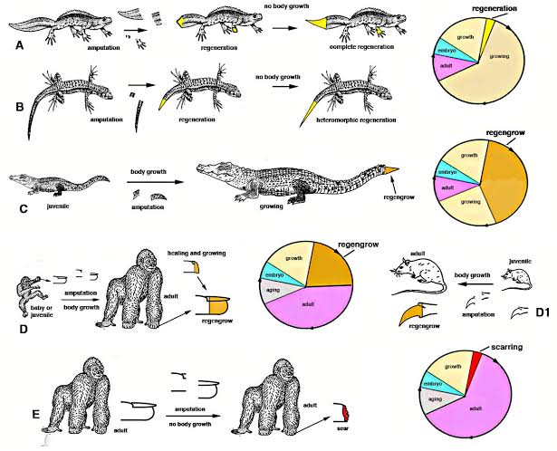 Regeneration, larval forms, and symmetry - ClassNotes.ng