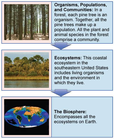 Definition and scope of plant ecology - ClassNotes.ng