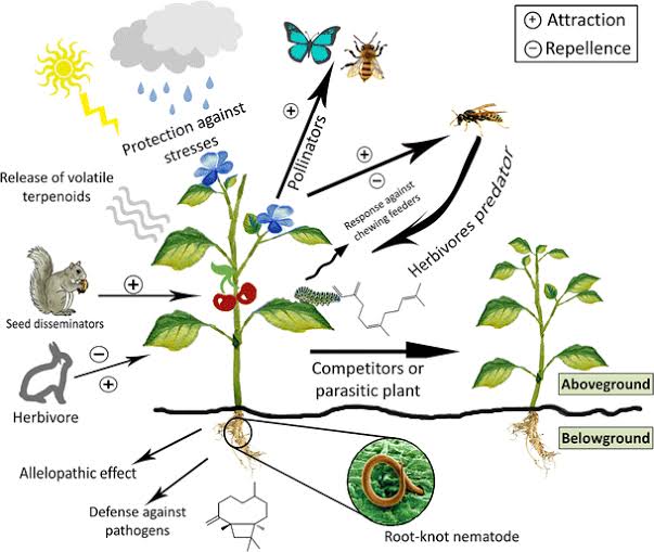 Relationship between plants and their environment - Class Notes