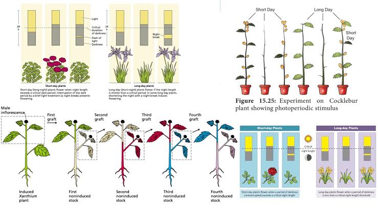 Light and photoperiodism in plant growth - ClassNotes.ng