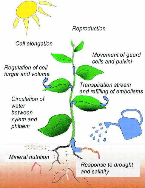 Plant-water relationships (transpiration, water potential, osmosis ...