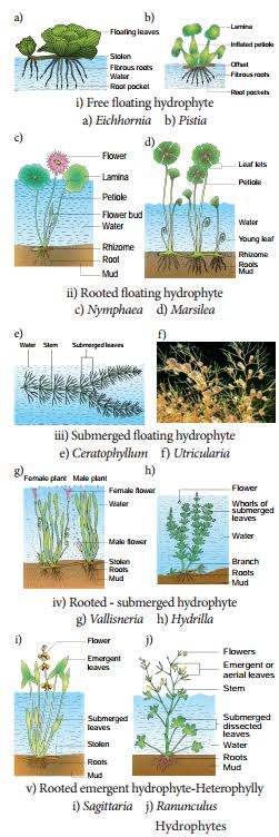 Mesophytes Adaptations Examples