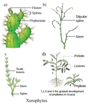 Adaptations of plants to dry (xerophytes), wet (hydrophytes), and ...